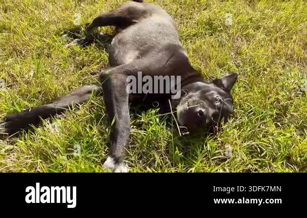 funny black Thai dog running fast, looks friendly out of frame on green ...