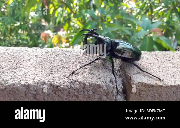 three-horned big black brown male in forest will leave trunk of the ...