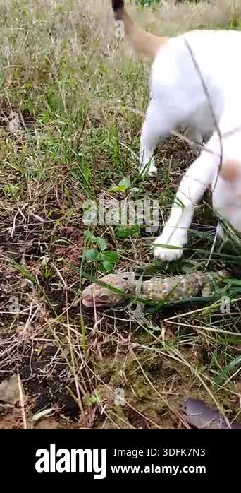 A white female Thai cat playing with a brown gecko seems very exotic Stock Video Footage - Alamy