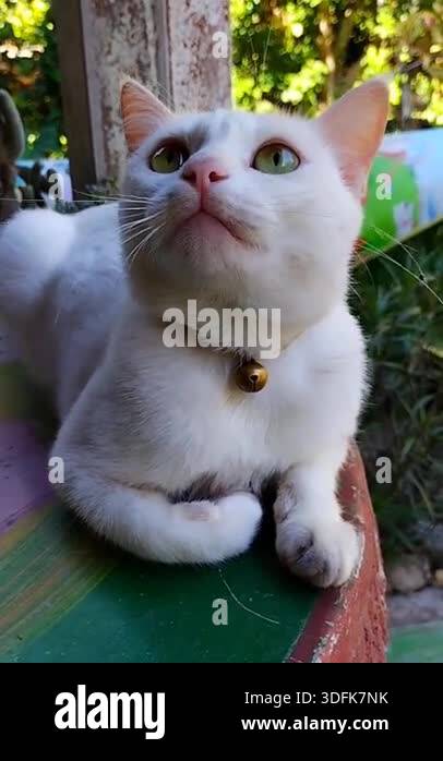 white Thai cat will show signs of displeasure when see someone teasing it with their hands Stock ...