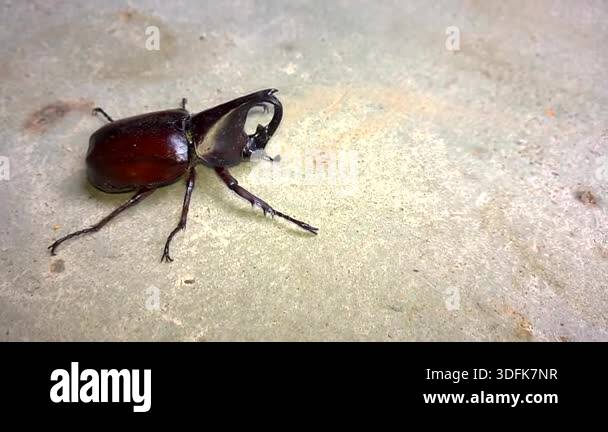 rhinoceros black male in forest, will leave its trunk. be walking on ...