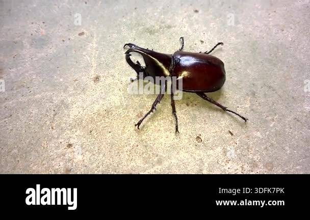 rhinoceros black male in forest, will leave its trunk. be walking on ...