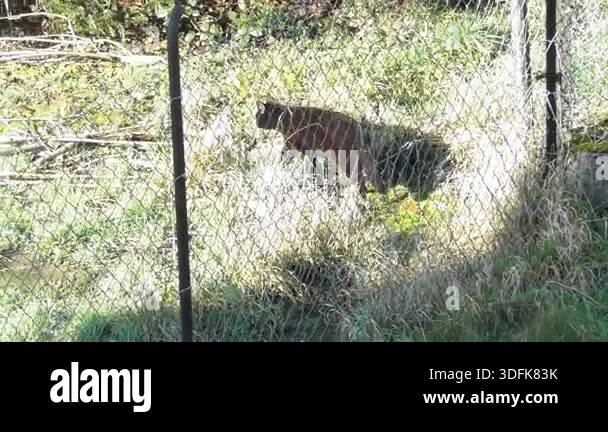 cat roaming around a garden like the fences don't exist Stock Video ...