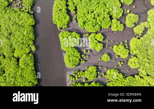 Mangrove forest with water dividing sections into clusters. Siargao ...