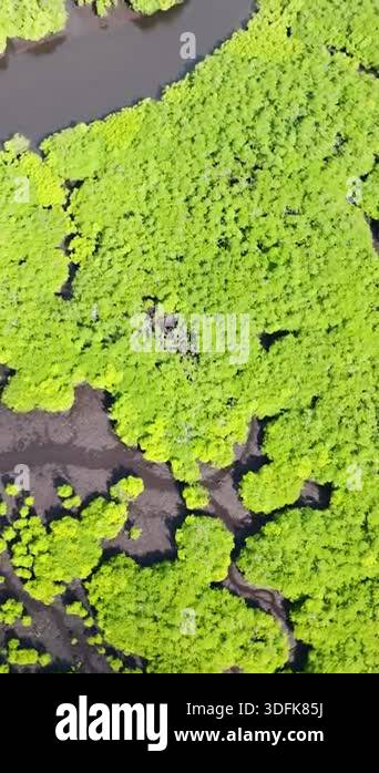 Mangrove forest with branching river forming natural water channels ...