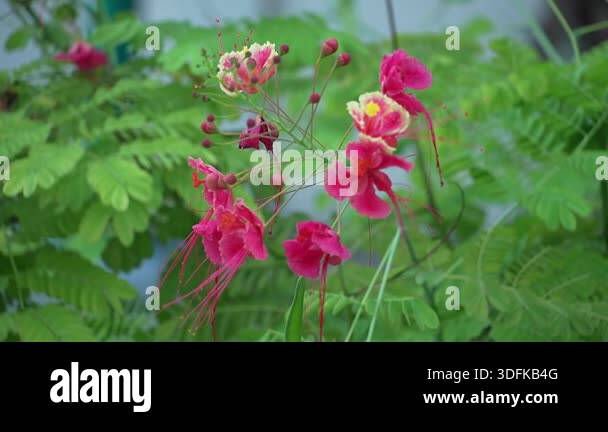Striking red-orange and yellow peacock flowers burst forth with vibrant ...