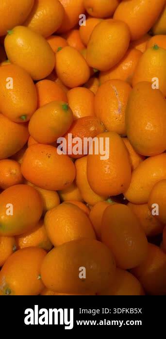 Fresh kumquats with a rich orange color close-up of glossy citrus ...