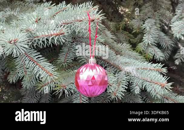 A pink faceted Christmas decoration swings from a fir branch in a ...
