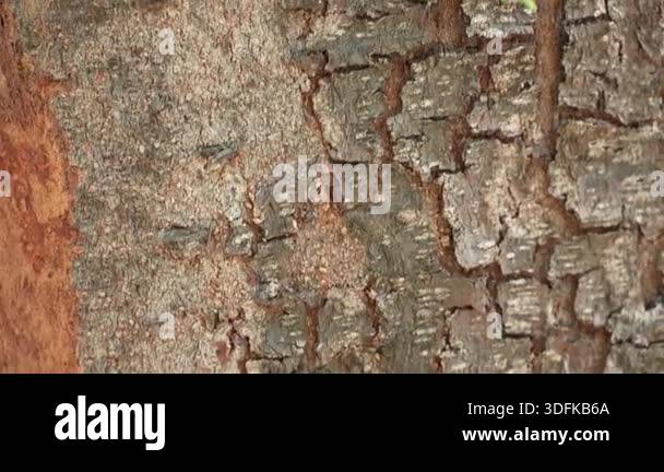 A close-up shot reveals the rich, complex textures and intricate ...