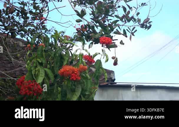 Look beautiful of orange flowers on park Stock Video Footage - Alamy