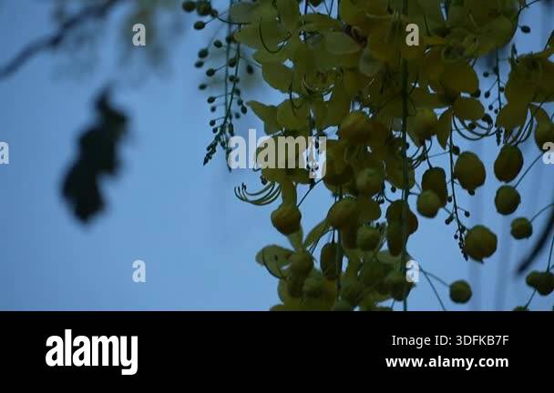 Elegant clusters of golden shower tree blossoms gently hang, creating a ...