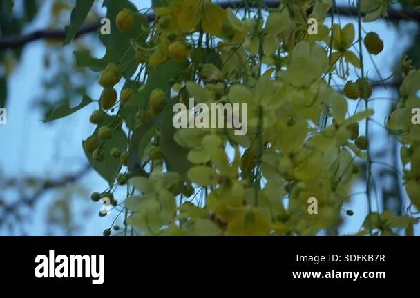 A beautiful display of vibrant yellow flower clusters hangs gracefully ...