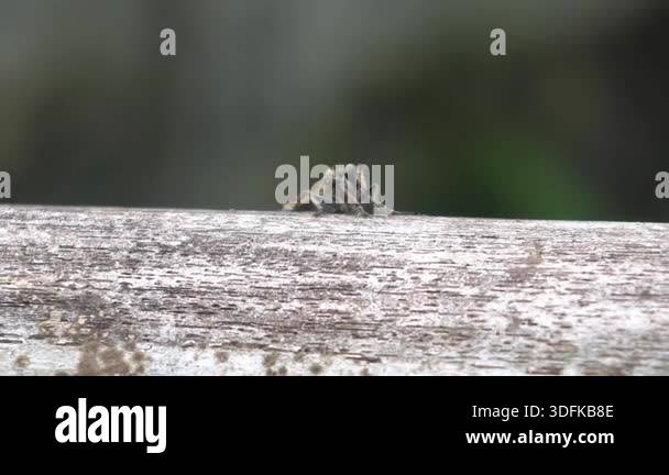 Look beautiful insect on park with black eyes Stock Video Footage - Alamy