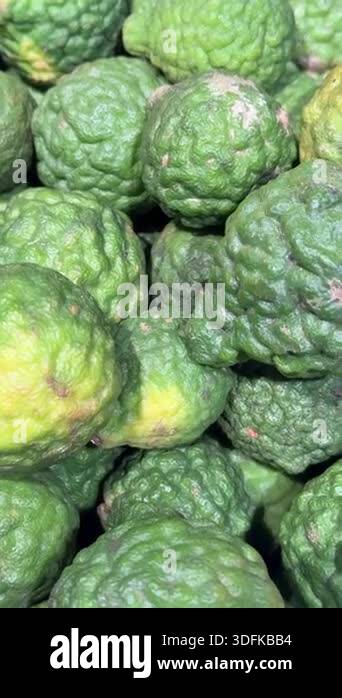 Close-up of fresh kaffir limes with bumpy green skin an exotic citrus ...