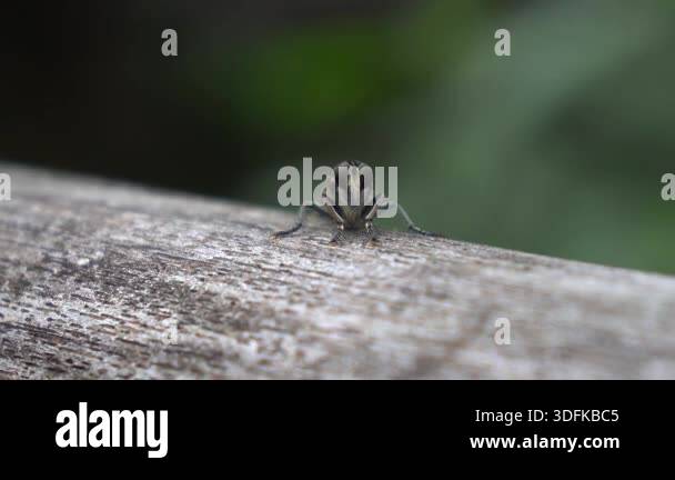 Look beautiful insect on park with black eyes Stock Video Footage - Alamy