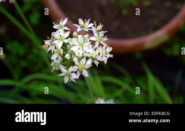 Look beautiful of white flowers on park Stock Video Footage - Alamy