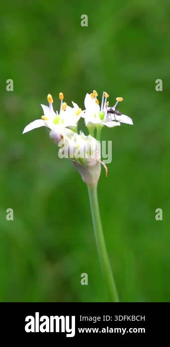 Look beautiful of white flowers on park Stock Video Footage - Alamy