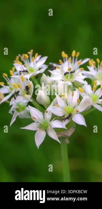 Look awesome of black ant on white flowers Stock Video Footage - Alamy