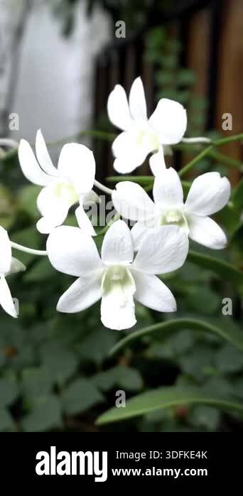 Look beautiful of orchid flowers with white color Stock Video Footage ...