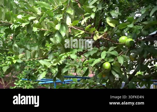 Look awesome of guava tree on park Stock Video Footage - Alamy