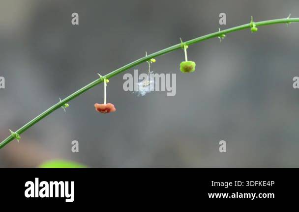 Look beautiful of small flowers on park Stock Video Footage - Alamy