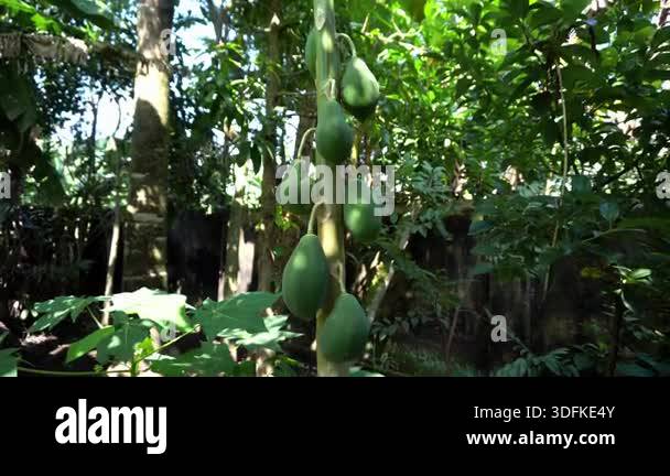 papaya fruits with green color on tree Stock Video Footage - Alamy