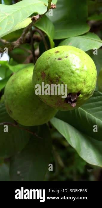 Look delicious of guava with green color Stock Video Footage - Alamy
