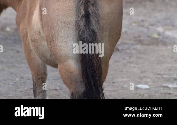 Brown Horse. Przewalskis Horse Animal. Back view tail Stock Video ...