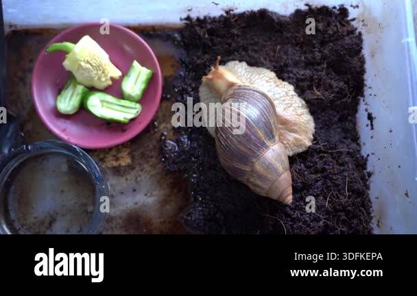 Big snail achatina pet. Animal at home. Food cucumber in plastic box ...
