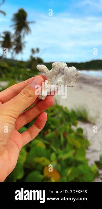 Hand holding a beautiful piece of white coral. Blurred image of exotic ...
