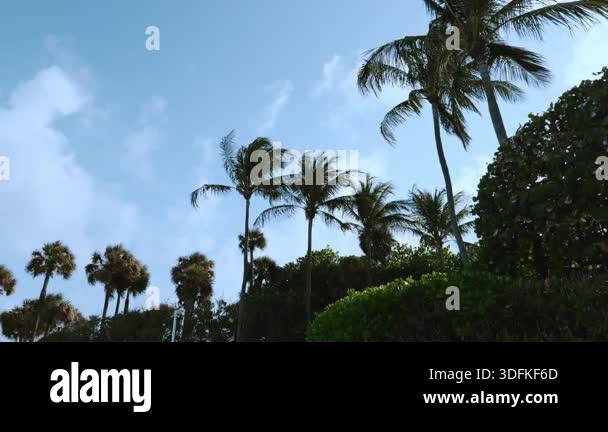 Tropical palm trees swaying gently against a bright blue sky on a sunny ...