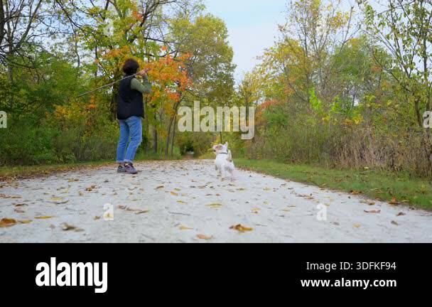 Woman throwing a long stick to the dog in the forest, enjoying a moment ...