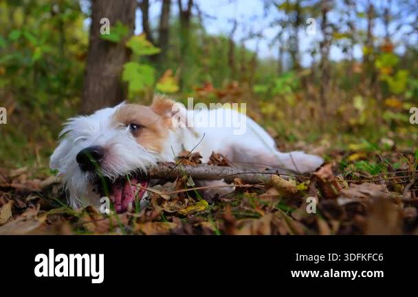 Dog is chewing a long stick in the forest, enjoying a moment of playing ...