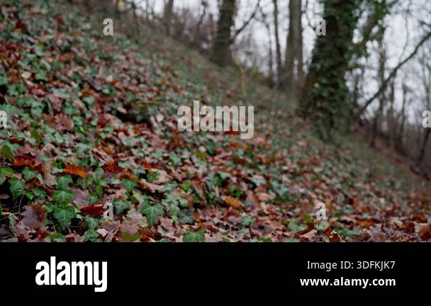 Closeup Ivy Covered Woodland Floor With Damp Fallen Leaves On Steep ...