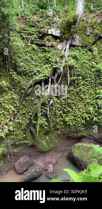 Moss Covered Cliff With Exposed Roots, Narrow Ravine Opening To Wet ...