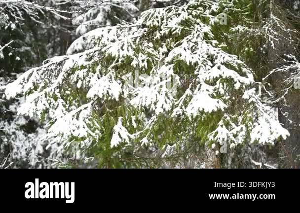 Christmas snowfall in 4K video in nature background with branched trees ...
