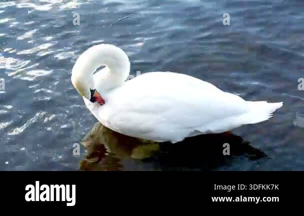 White swan on the water. Close up. Swan in its natural environment ...