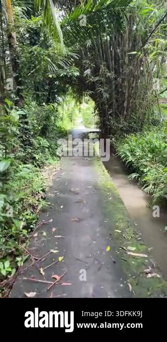 Narrow Concrete Path Under Bamboo Tunnel, Calm Canal Running Alongside ...
