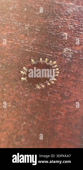 Ring Of Tiny Ants On Wood, Entomologist Observation In Close Macro ...