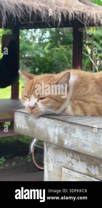 Orange Cat Napping On Rustic Railing Sunlit Garden Pavilion Backdrop ...