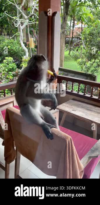 Primate moment Stock Videos & Footage - HD and 4K Video Clips - Alamy