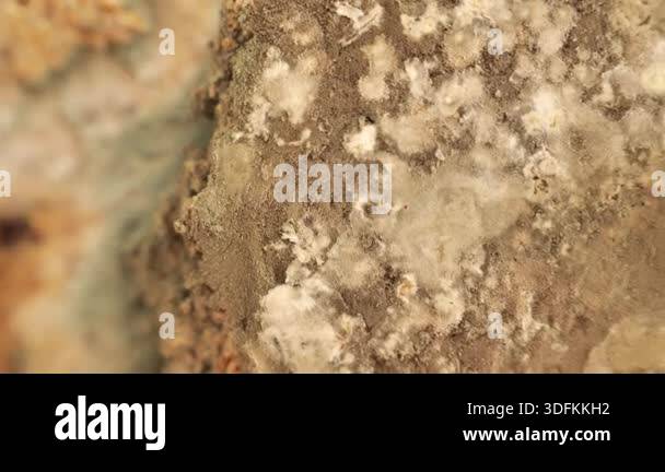 Pieces of moldy bread. Spoiled baked goods and stale bread.Expired ...