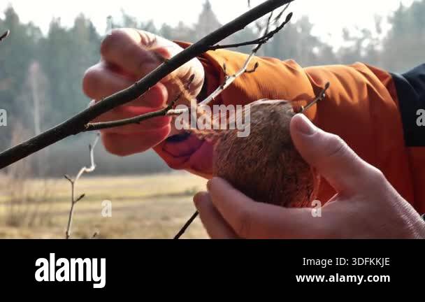 Bird food.hand hangs a bird feeder on a tree in bright sunlight.Feeding ...