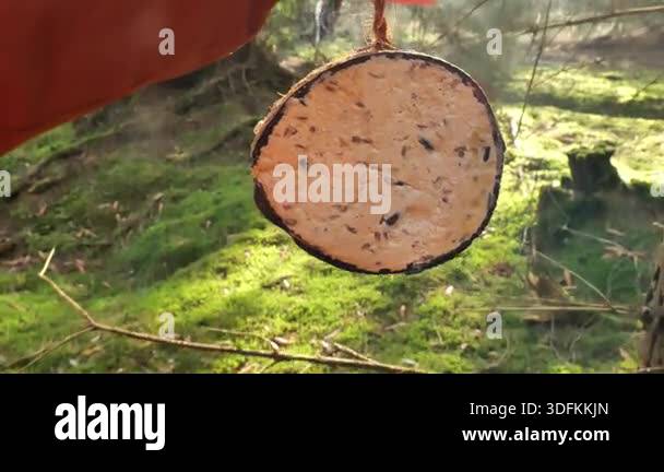 Feeding forest birds. Bird feeder made of natural materials.A hand ...
