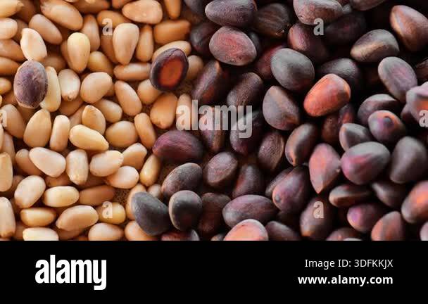 Close-up of pine nut kernels.Pine nuts in shells and peeled kernels ...