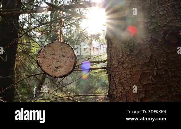 Feeding and helping birds. Bird feed in a pine forest in the suns rays ...