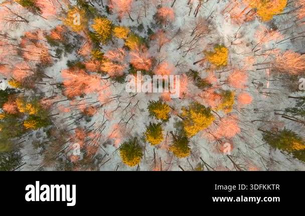 Beautiful aerial sunny top-down view of snow covered pine forests at ...