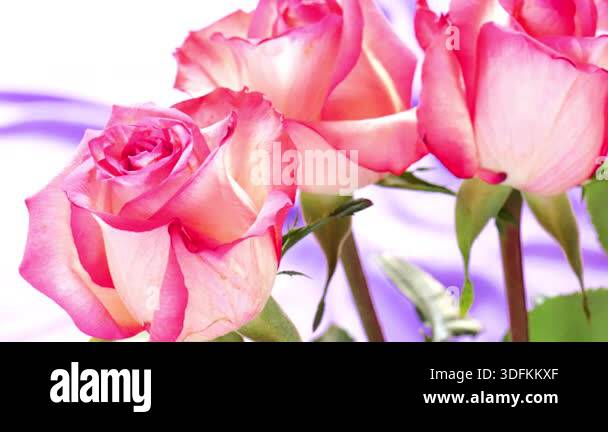Rose wallpaper in soft pastel colors.Pink roses on a lilac background ...