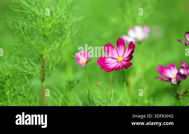 Cosmos Flower blooming and shaking wind in backyard Stock Video Footage ...
