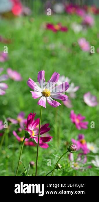 Cosmos Flower blooming and shaking wind in backyard Stock Video Footage ...